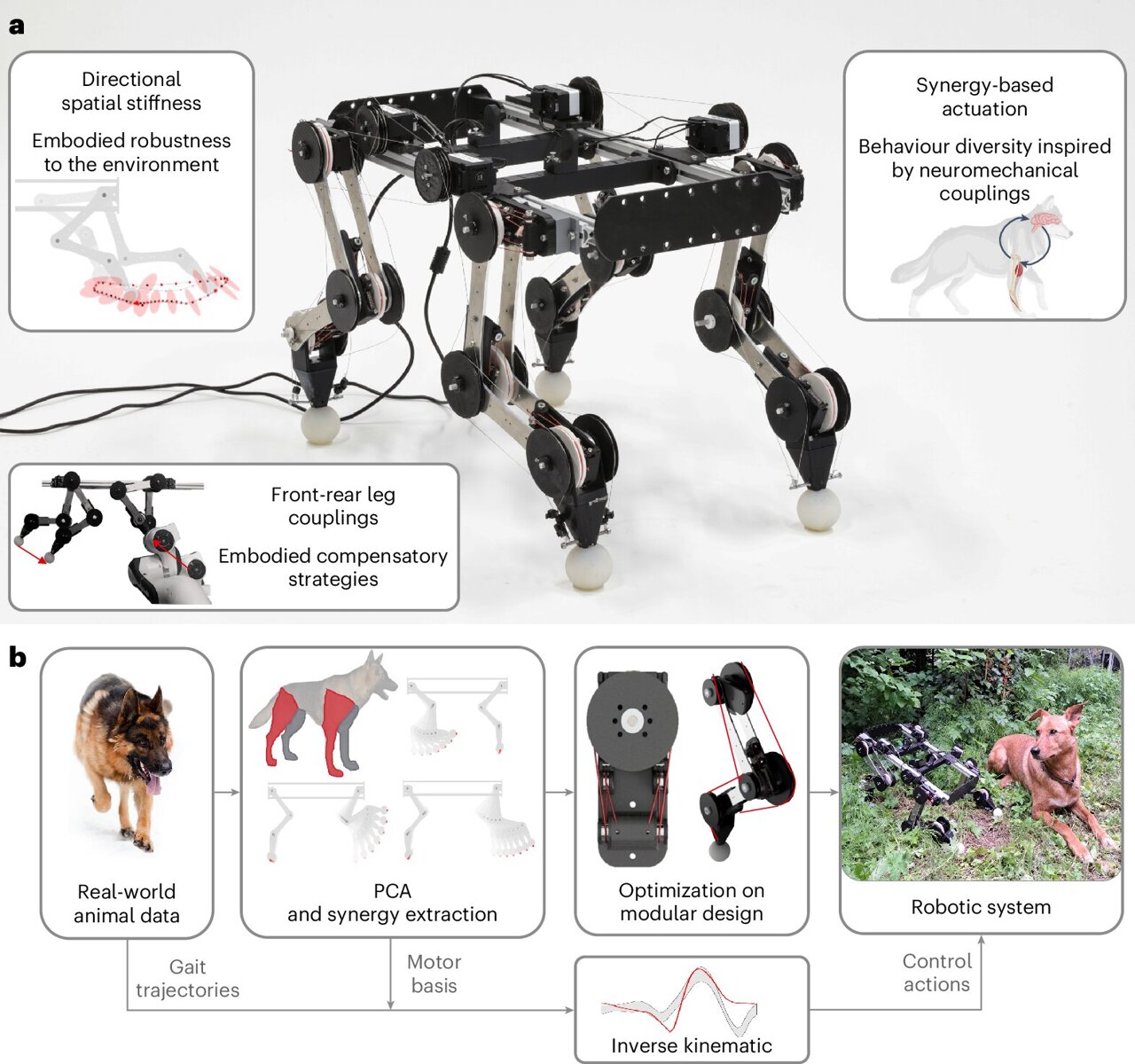 Scientists develop dog-inspired robot that runs without motors