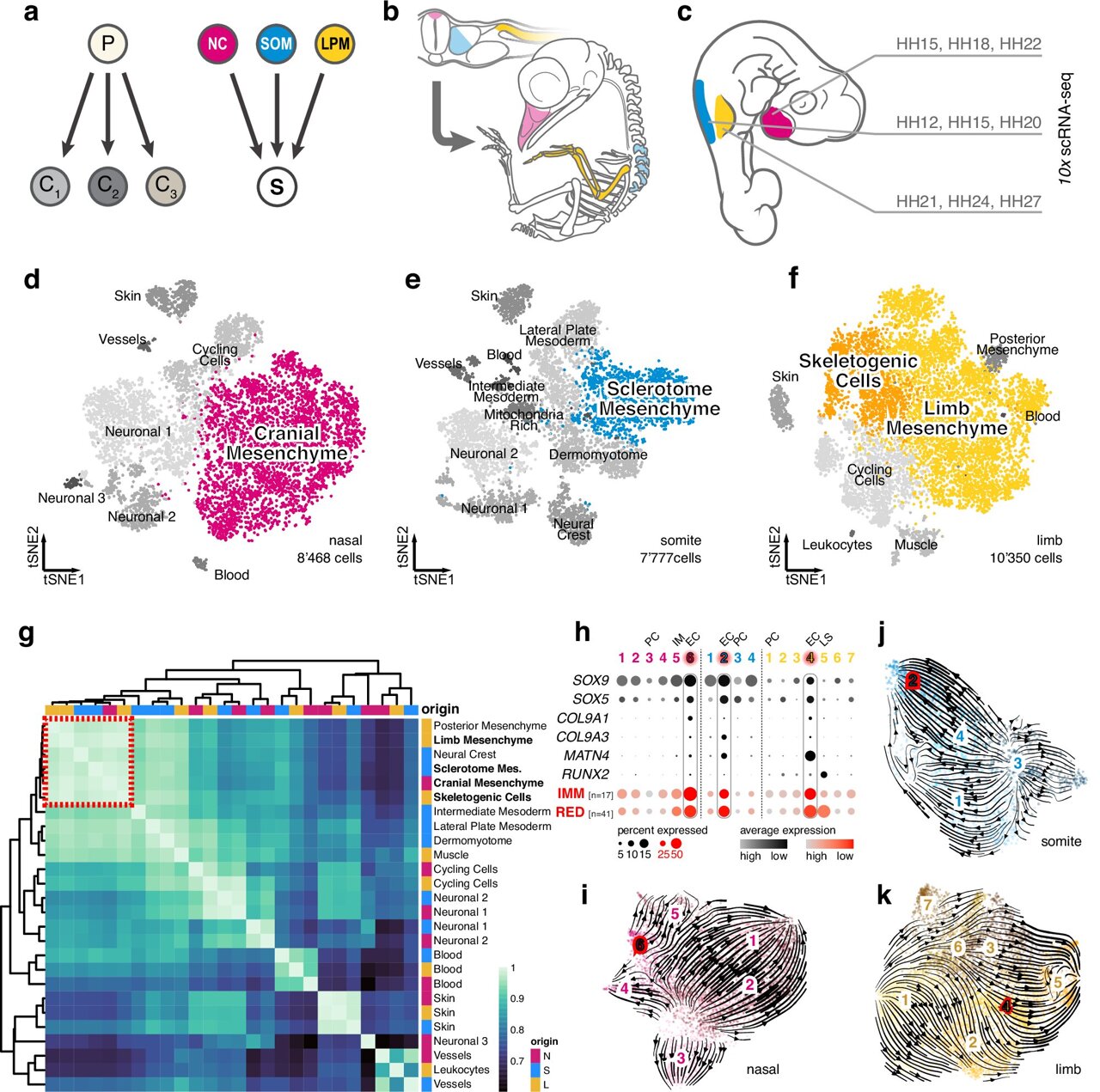 Cartilage and bone development: Three paths to skeleton formation