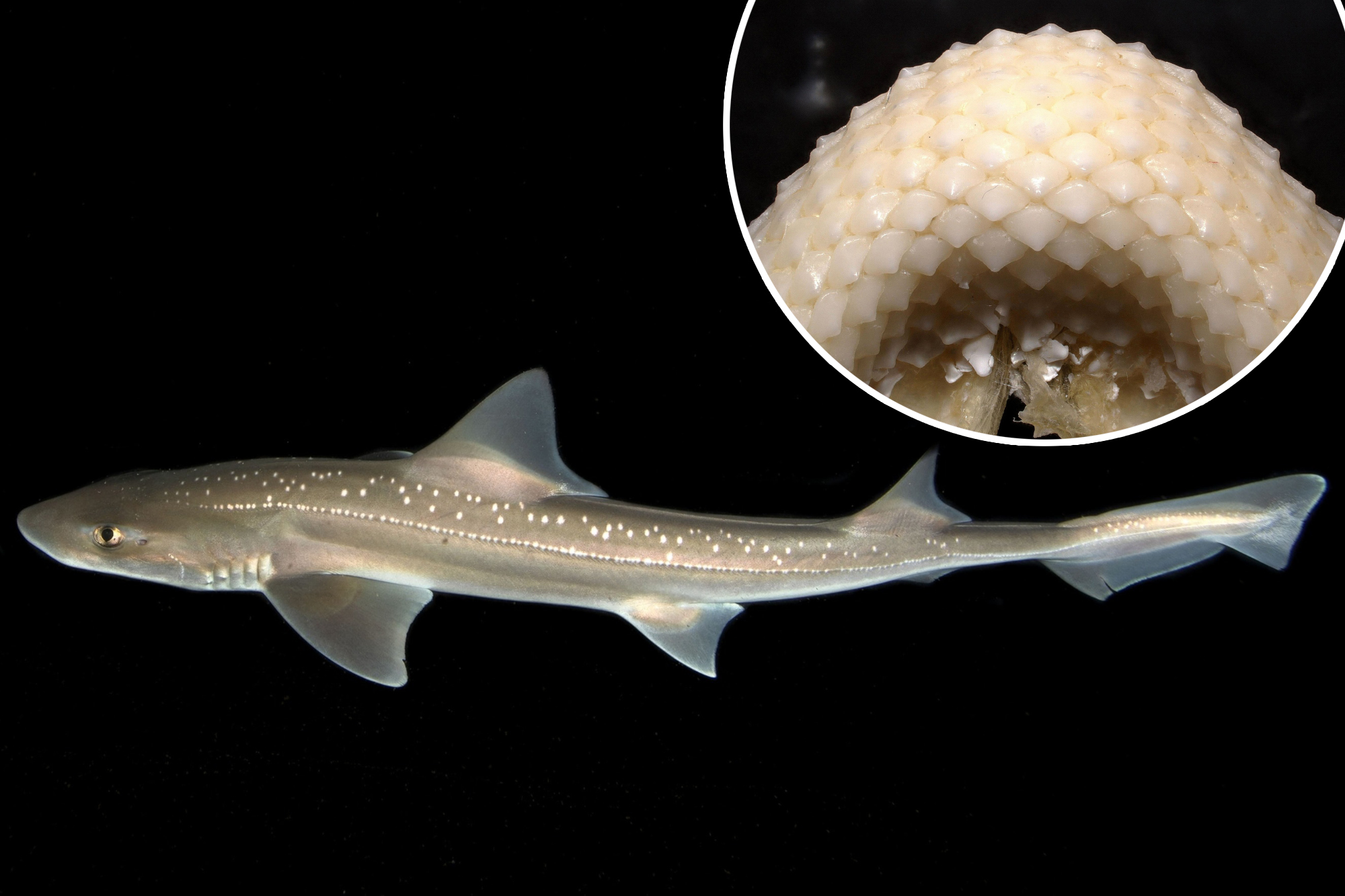 ‘Surprised’ scientists capture what sharks sound like for the first ...