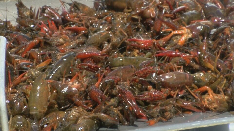 Chinese crawfish sold at Louisiana Crawfish Festival without required ...