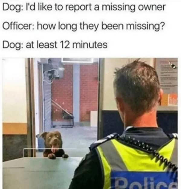 45 Funny Dog Memes For Anyone Who Treats Their Pup Like Royalty