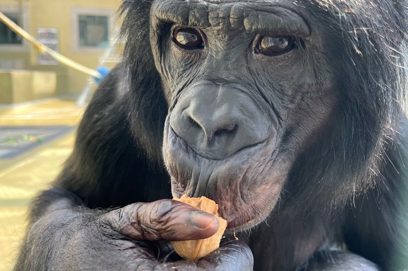 Famous ape who mastered English and Minecraft dies after 'reshaping our ...