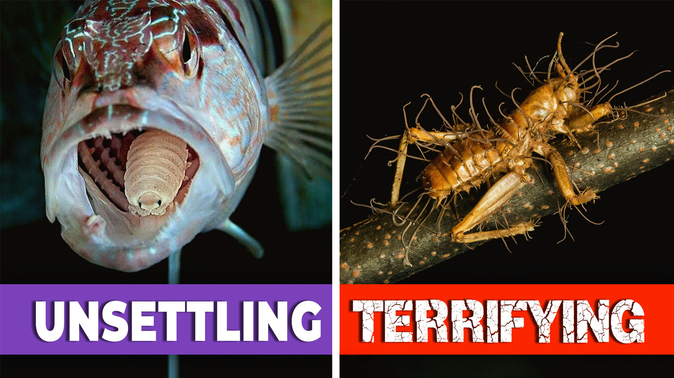 Every Parasite Explained: From Microparasites to Mind Controllers