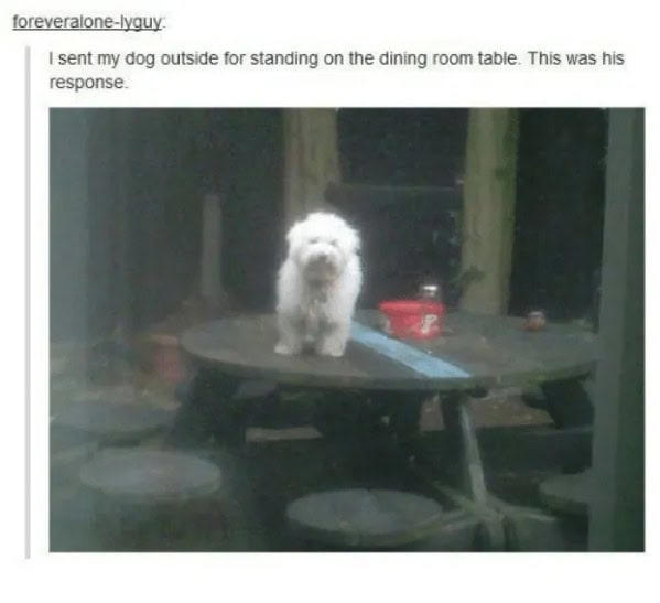 45 Funny Dog Memes For Anyone Who Treats Their Pup Like Royalty