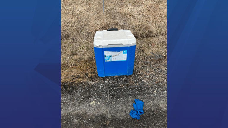 Vestal Dog Control: Dead puppies found in cooler on side of the road ...