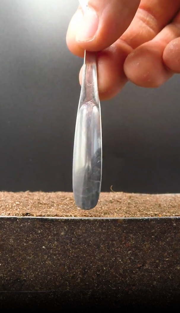 The journey of a radish sprout (failed)