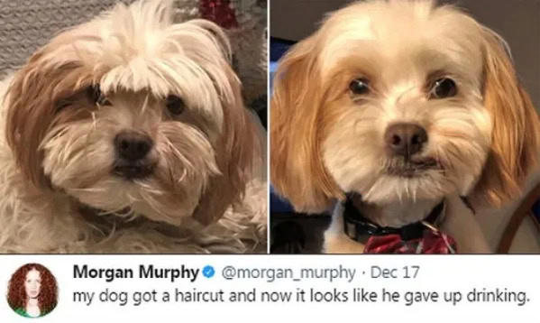 45 Funny Dog Memes For Anyone Who Treats Their Pup Like Royalty