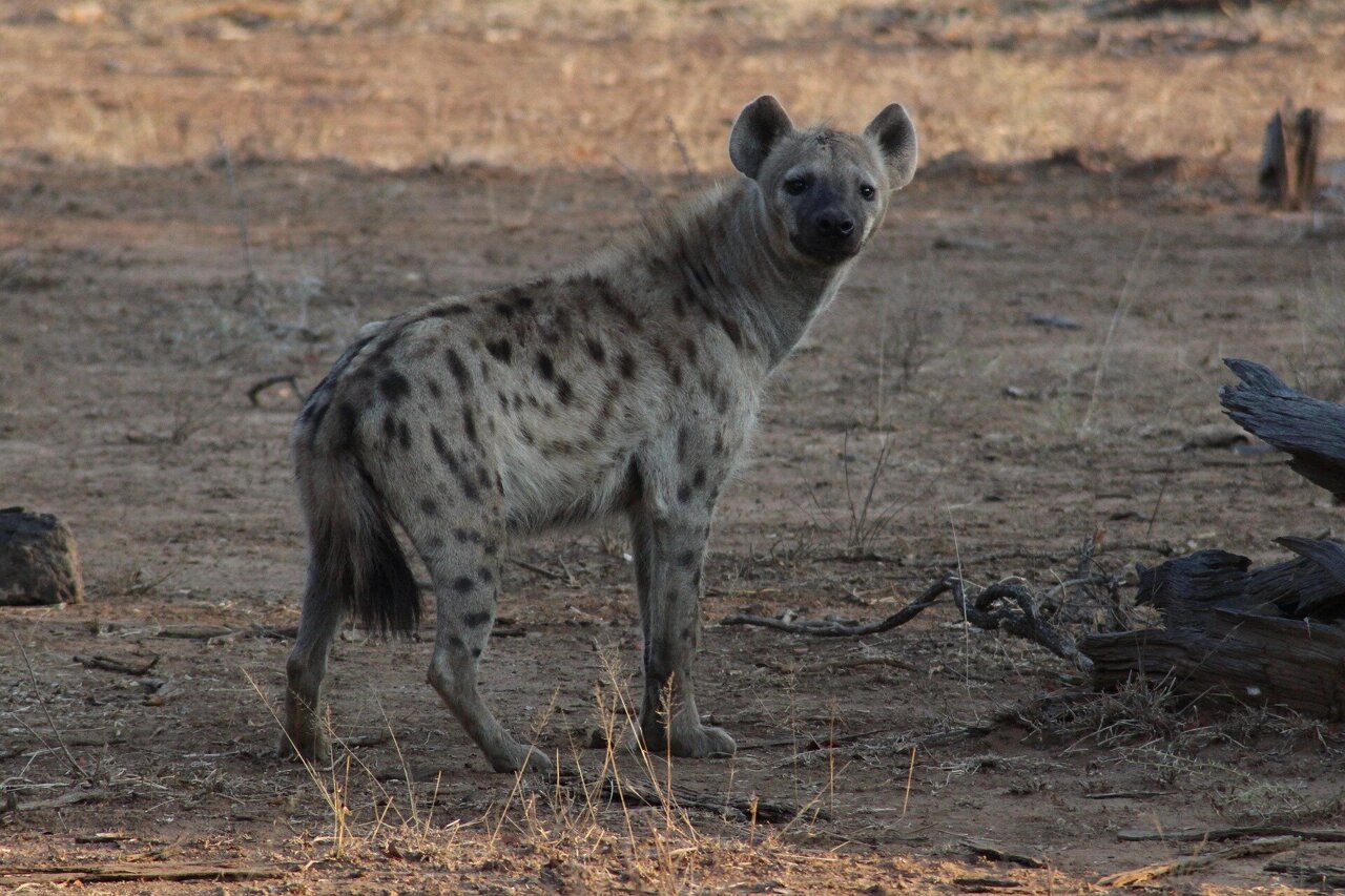 First fossil hyena tracks found in South Africa. How expert animal ...