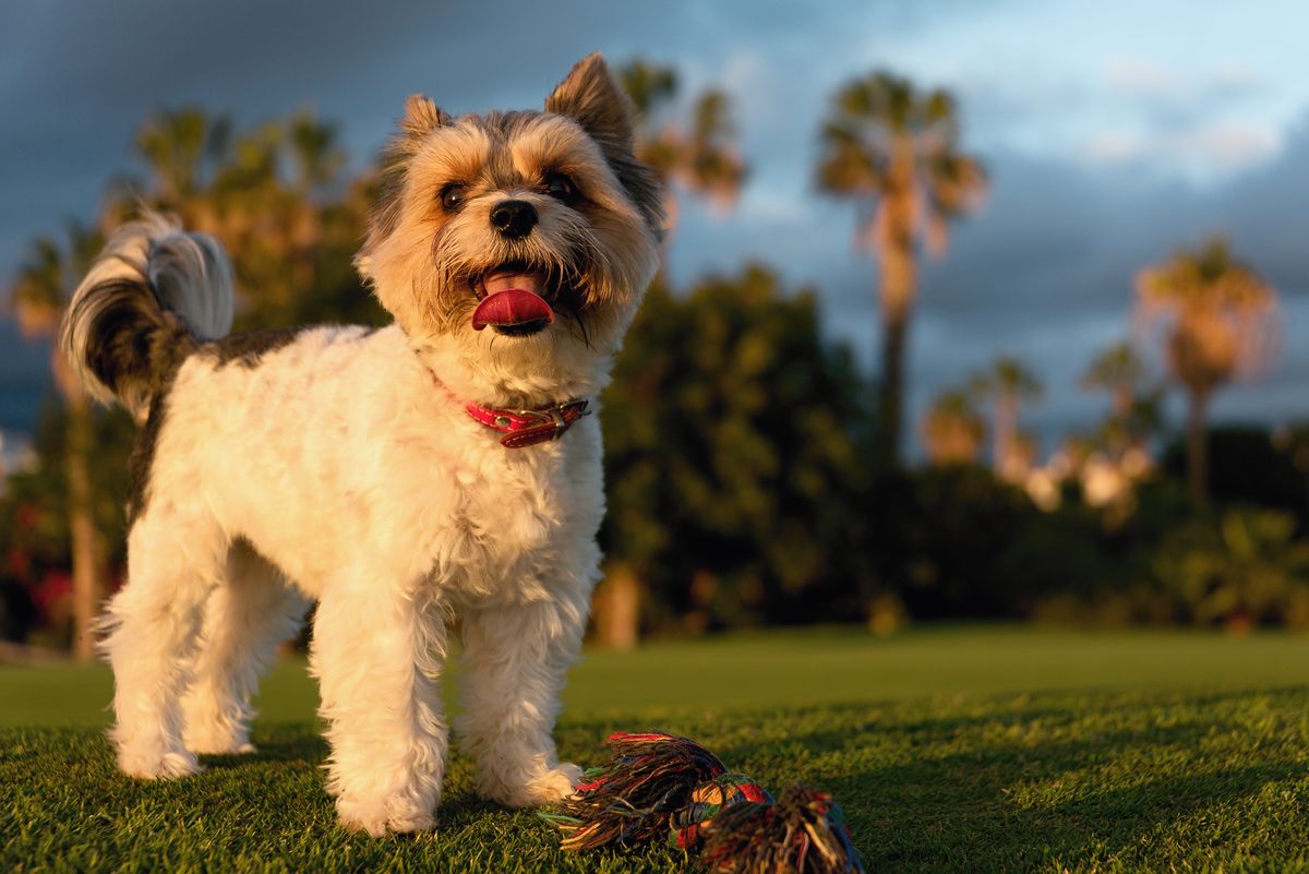 These Adorably Small Dog Breeds Stay Tiny Forever
