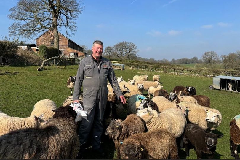 Alarming rise in dog attacks on sheep in our countryside