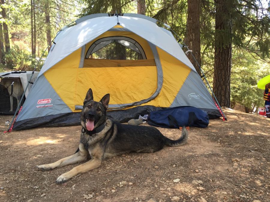 Beloved Alameda police K-9 ‘Argo’ passes away