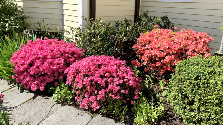The Best Time Of Year To Plant Azaleas For Stunning Blooms
