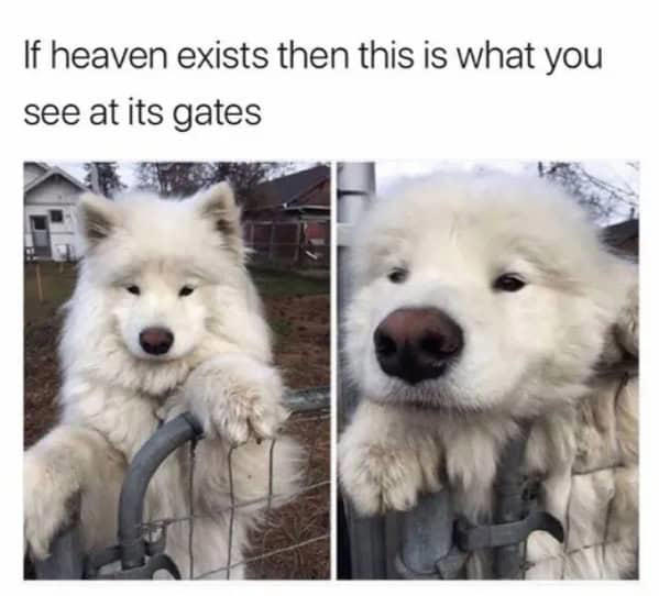 45 Funny Dog Memes For Anyone Who Treats Their Pup Like Royalty