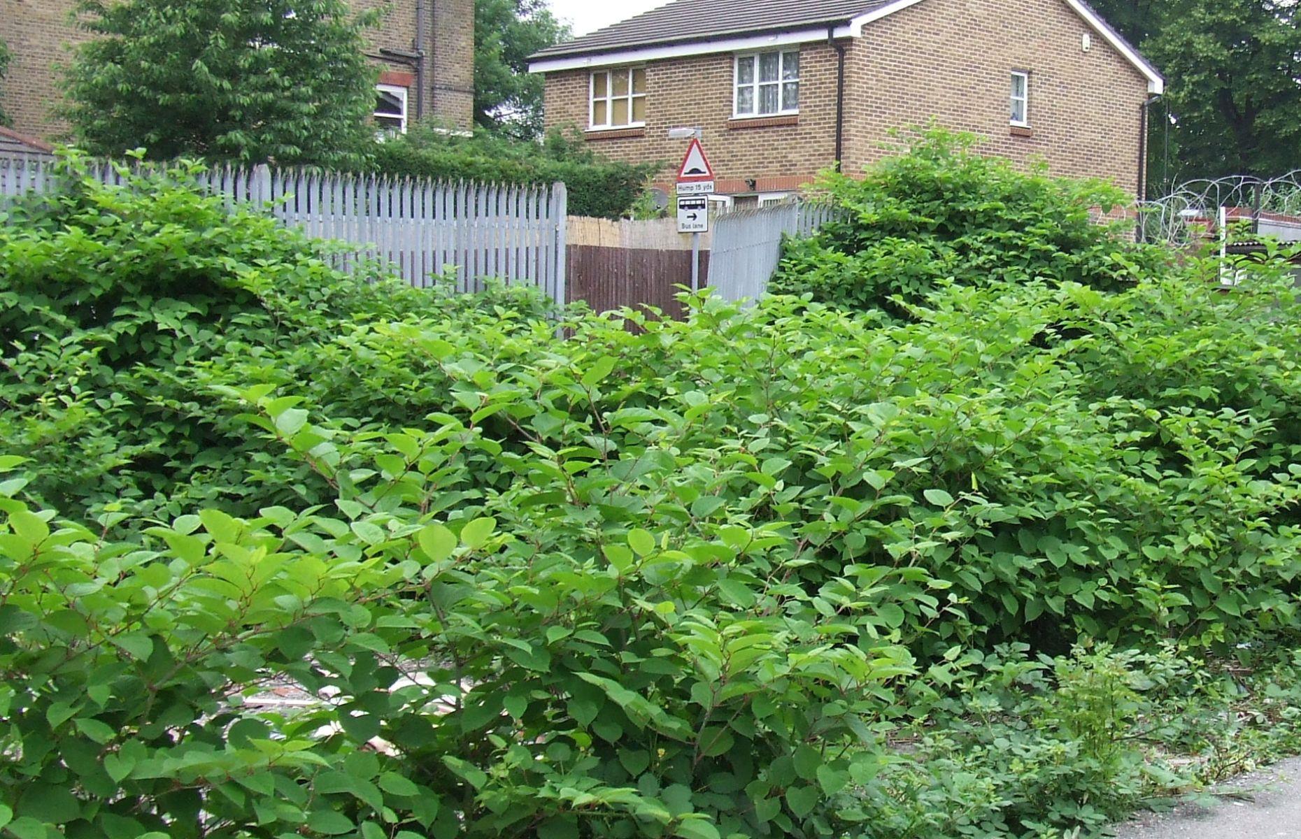 Do you live in one of Britain's Japanese knotweed hotspots?