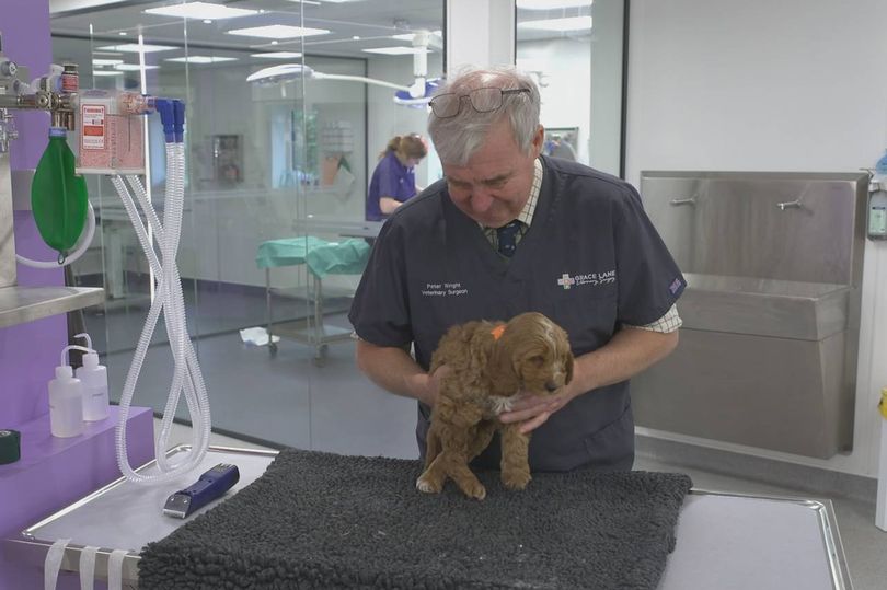 The Yorkshire Vet carries out heartbreaking operation on puppy with ...