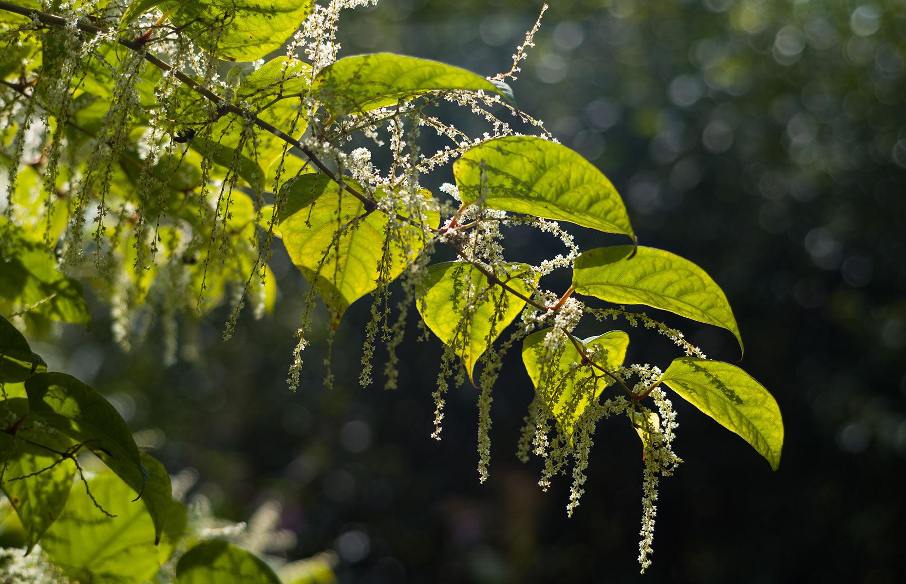 Do you live in one of Britain's Japanese knotweed hotspots?