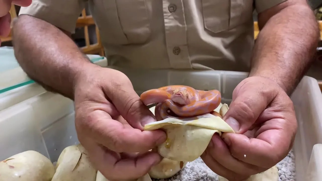 Reticulated Python Breeding - Getting Technical!