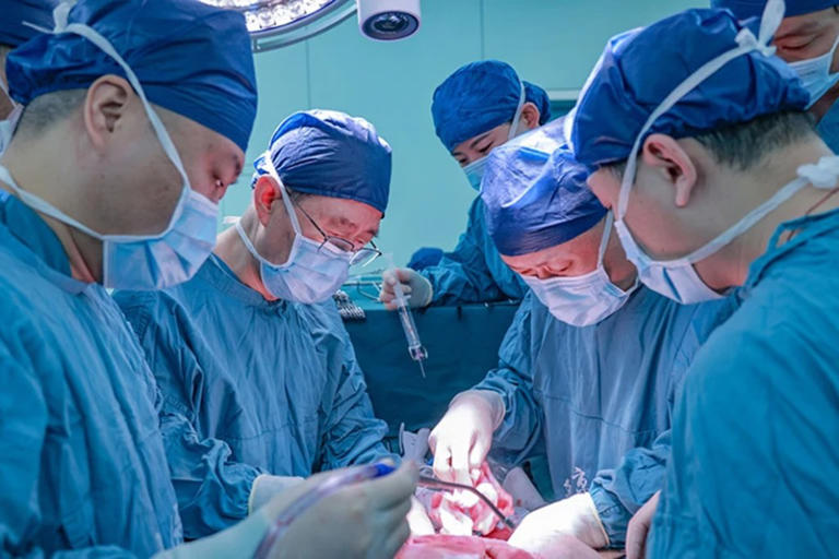 Chinese researchers successfully transplant pig kidney to human, take ...