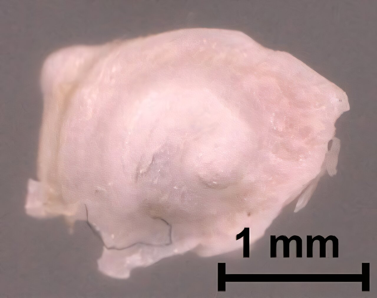 Terahertz imaging reveals new views of internal cochlea structure