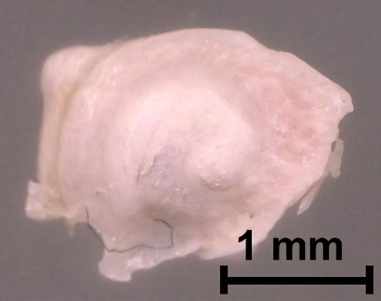 Terahertz imaging reveals new views of internal cochlea structure