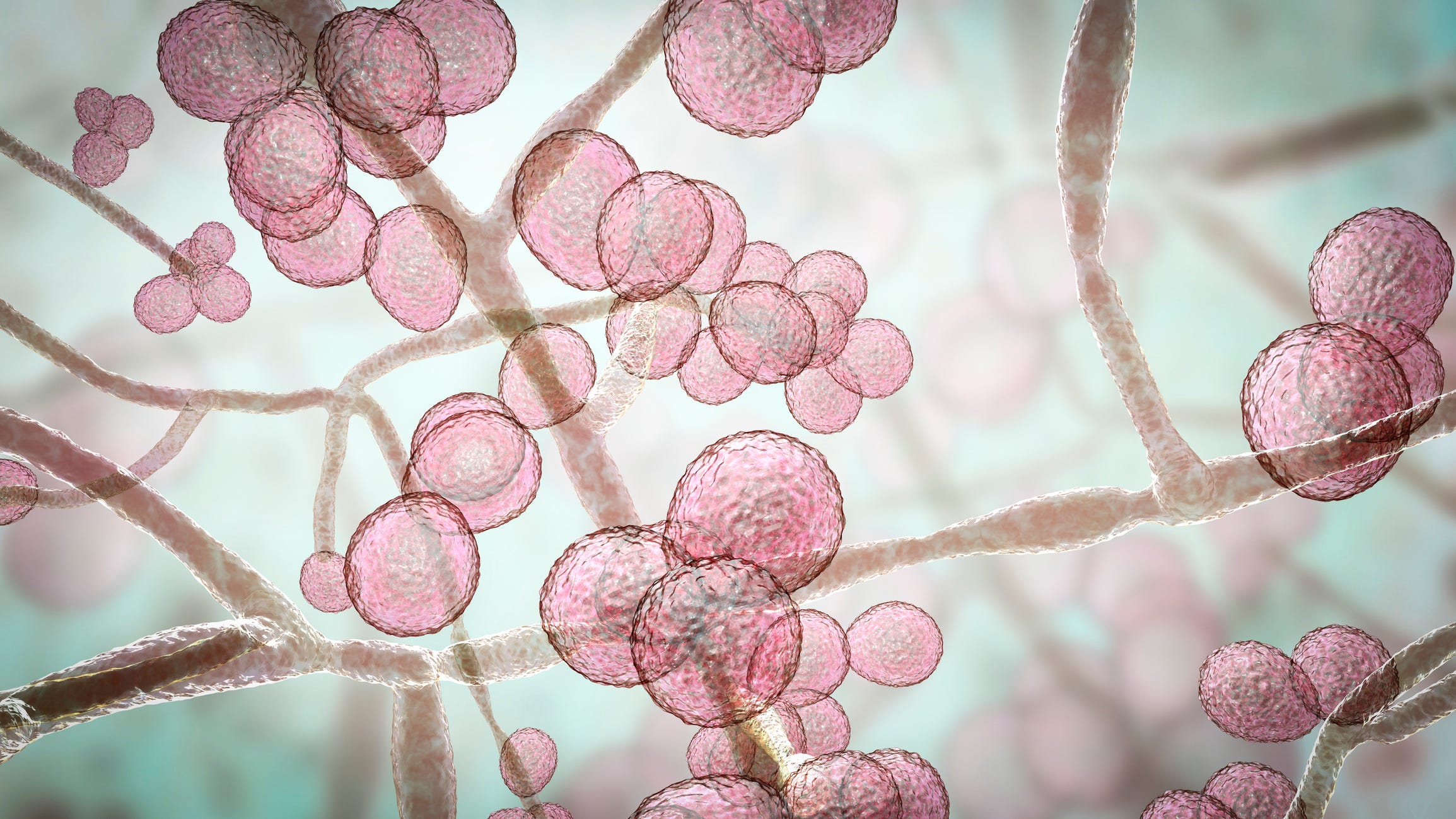 Deadly fungus infected people in 27 states in 2025. What is C auris? Is ...