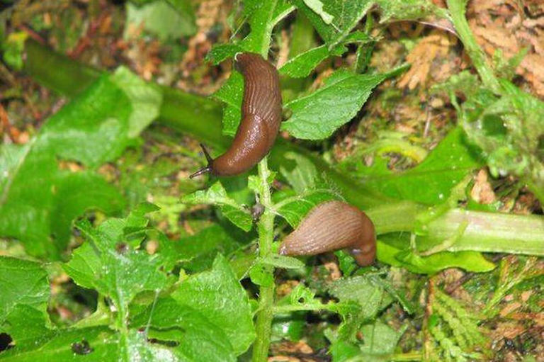 Slugs and snails 'hate' one natural item - and it will keep them off ...
