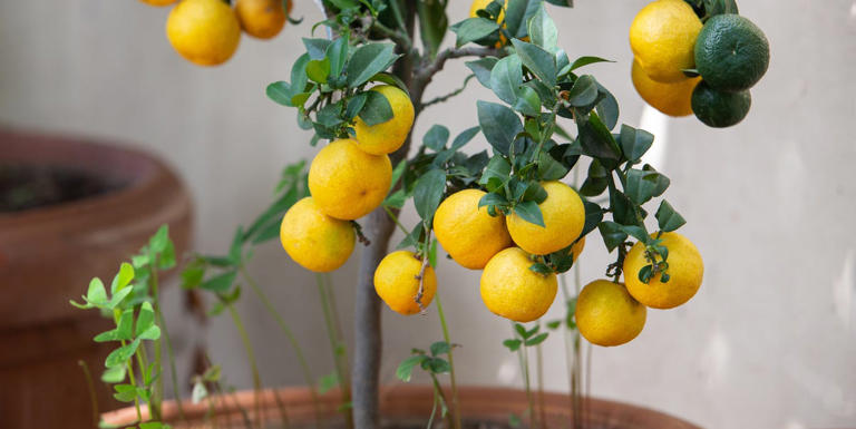 How to Grow a Lemon Tree, According to Gardening Experts
