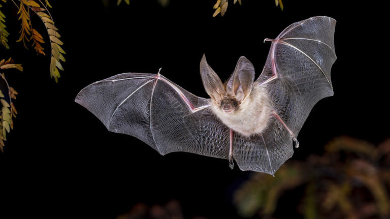 Witness America's Largest Urban Bat Colony With Serene Sunset Views At ...