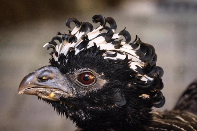 Muitú, el enigmático guardián del bosque sudamericano que protege ...