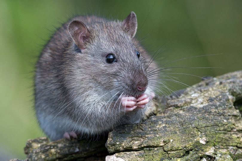 Get rid of rats in your garden easily with one plant that's easy to grow