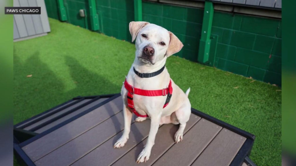 Rescue Together pet adoption event in Chicago aims to find forever ...