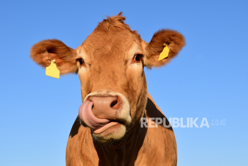 BEEF Siapkan Strategi Soal Rencana Pemerintah yang akan Datangkan Sapi ...