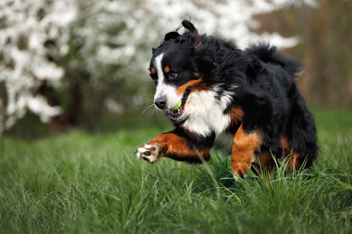 Rescued Bernese Mountain Dog’s Complete 180 After Leaving Puppy Mill Is ...