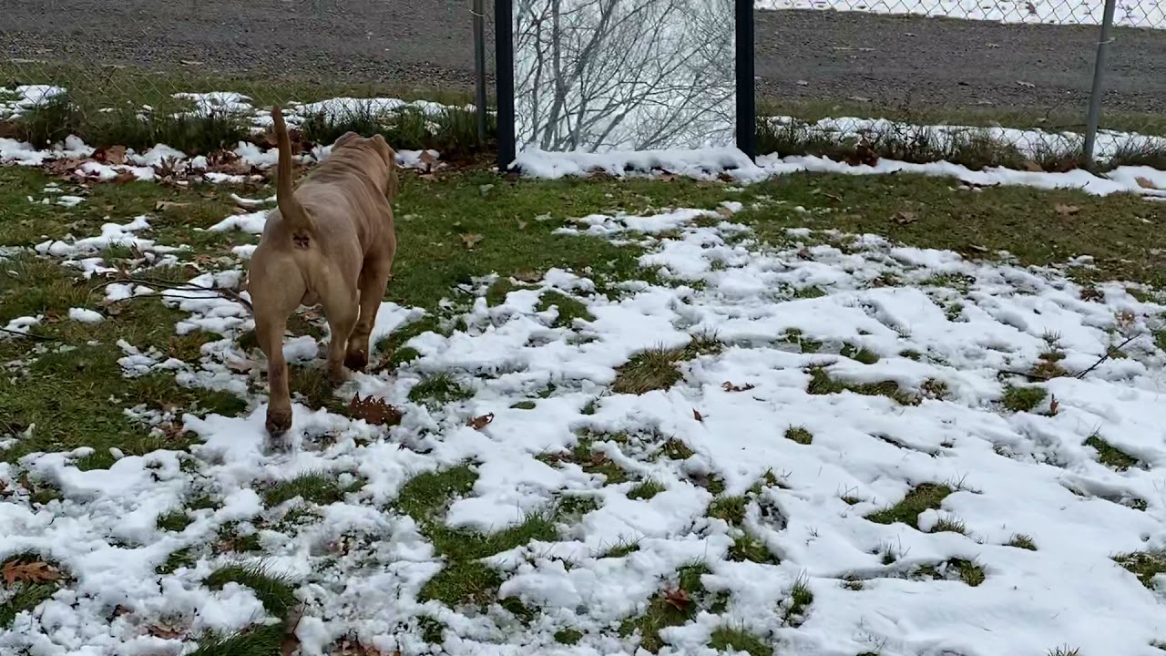 Simba Almost Gets Into a Fight with This Massive Pit Bull
