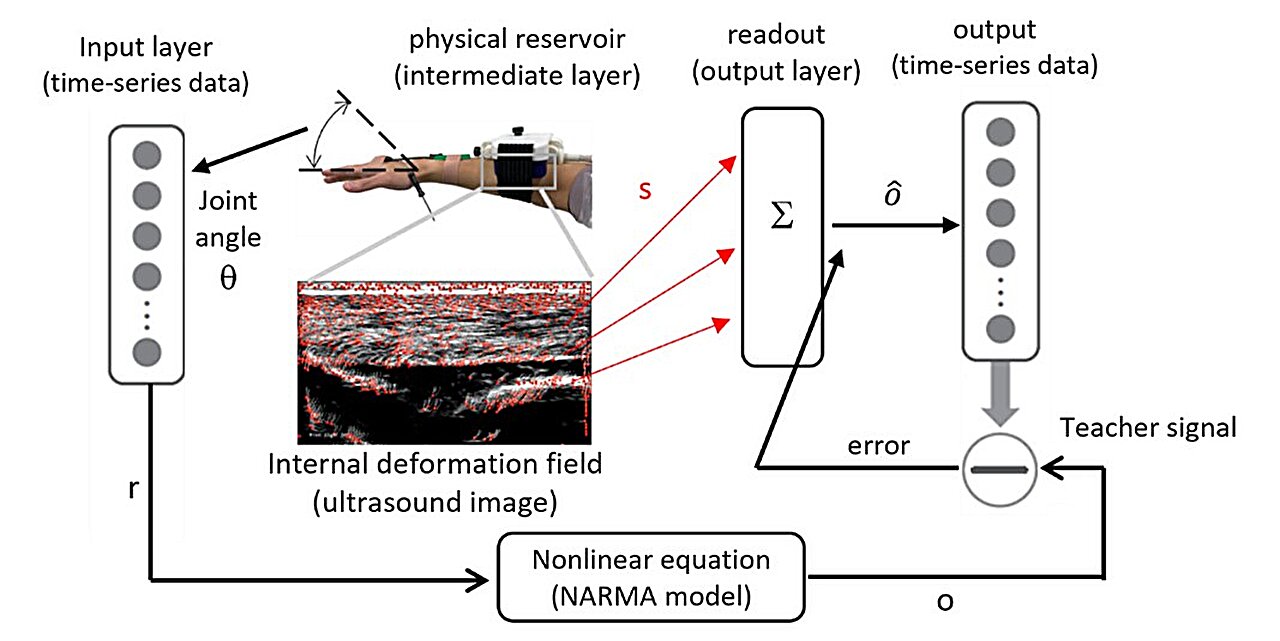 Humans as hardware: Computing with biological tissue
