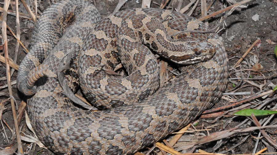 Snake covered by Endangered Species Act killed at Michigan park
