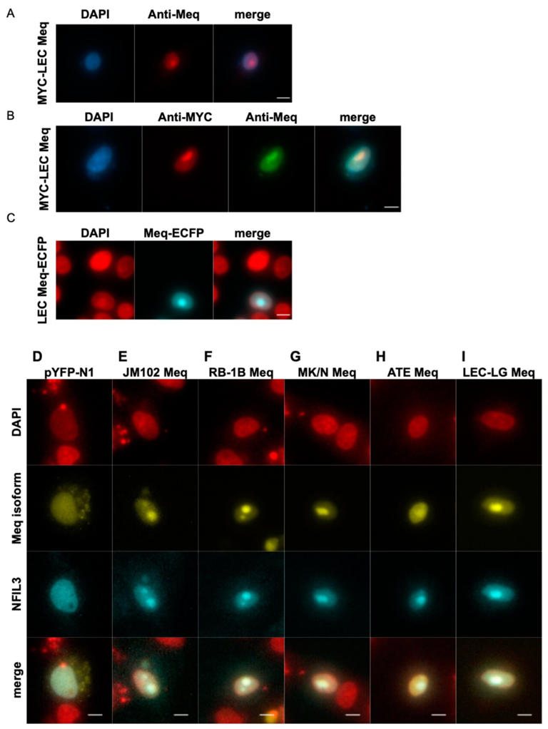 Genetic mutations linked to Marek's disease in chickens identified