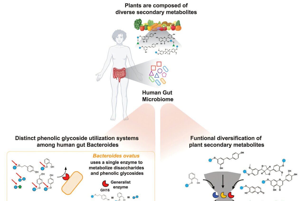 Partnering diet and intestinal microbes could protect against GI disease