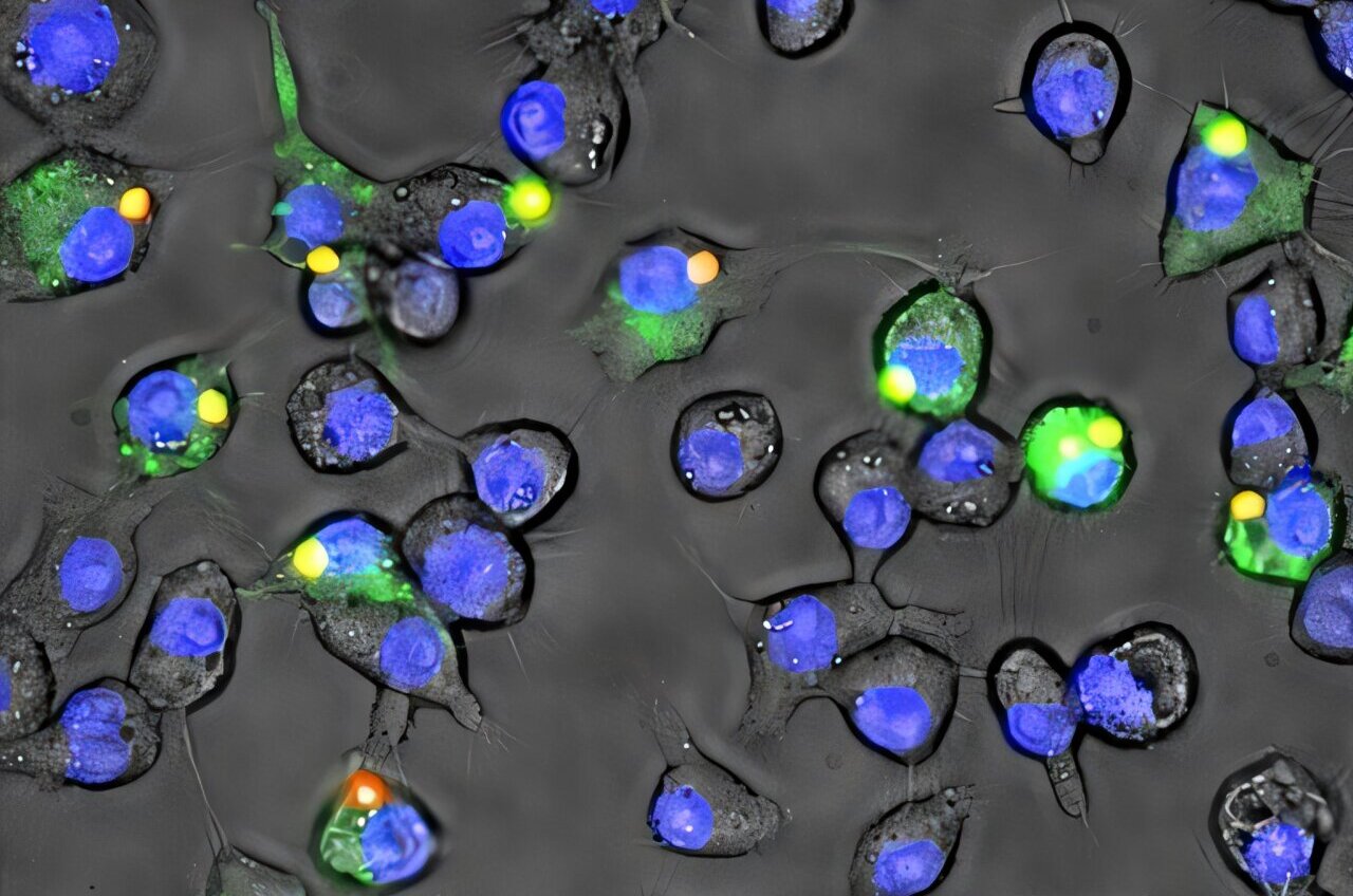 Engineered microparticles mimic biological structures to track protein ...