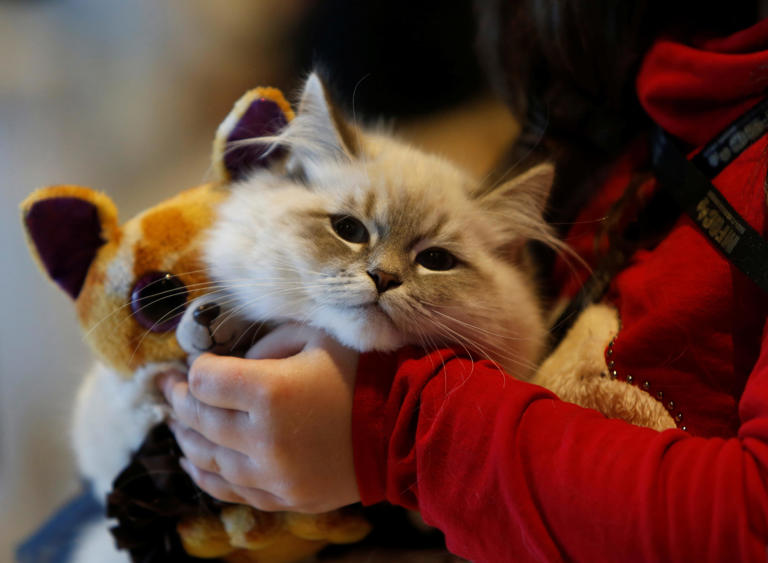 Cats, monster trucks kick off San Bernardino County fairgrounds 2026 ...