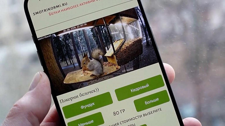 Watch Moscow’s squirrels live with AI-powered feeders