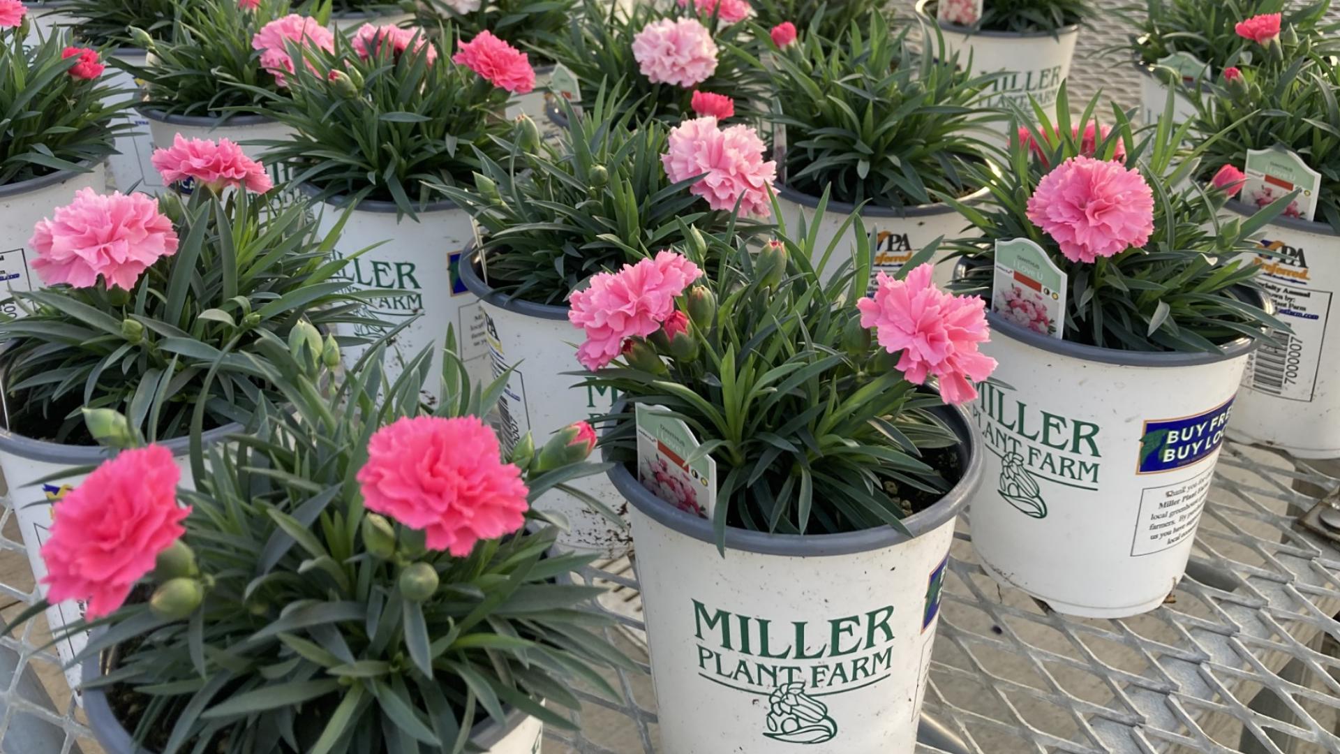 Miller Plant Farm gives the dirt on gardening this spring