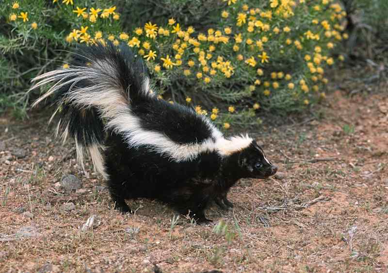 This Is the Best Way to Get Rid of Skunk Smells (Skip the Tomato Juice!)