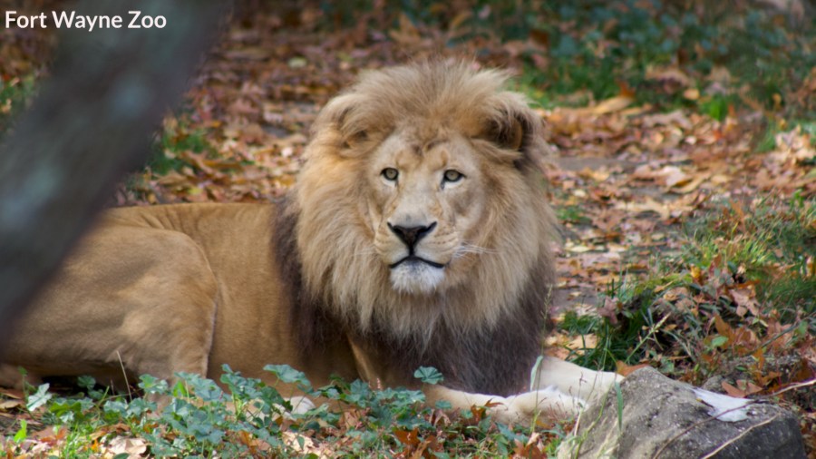 New African lion at Fort Wayne Zoo