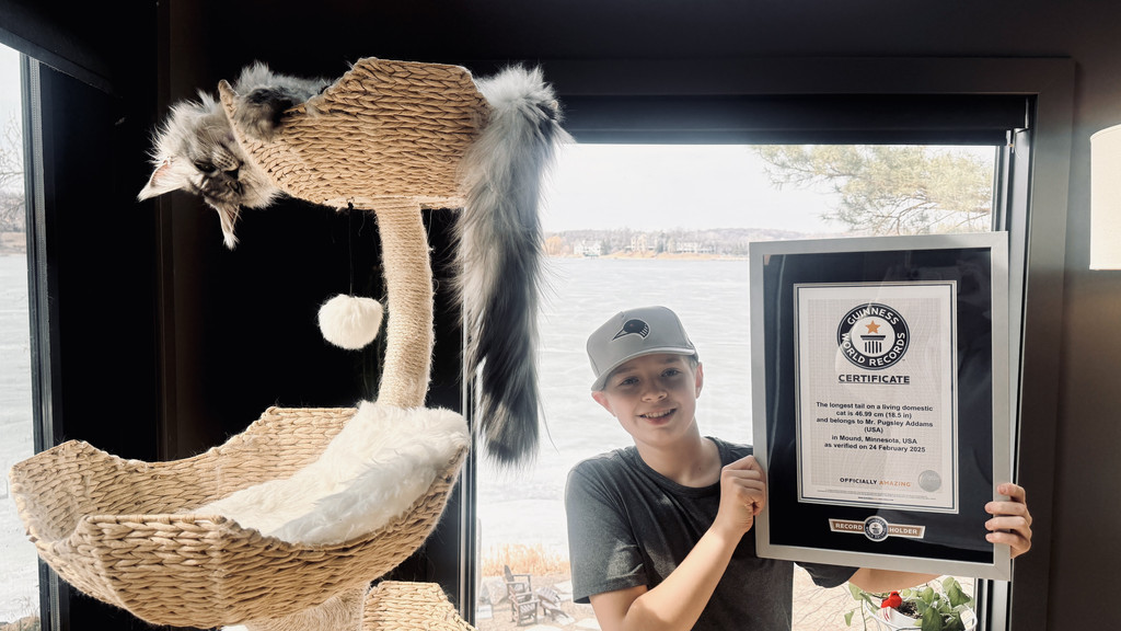 Minnesota Cat 'Mr Pugsley Addams' Has World's Longest Tail