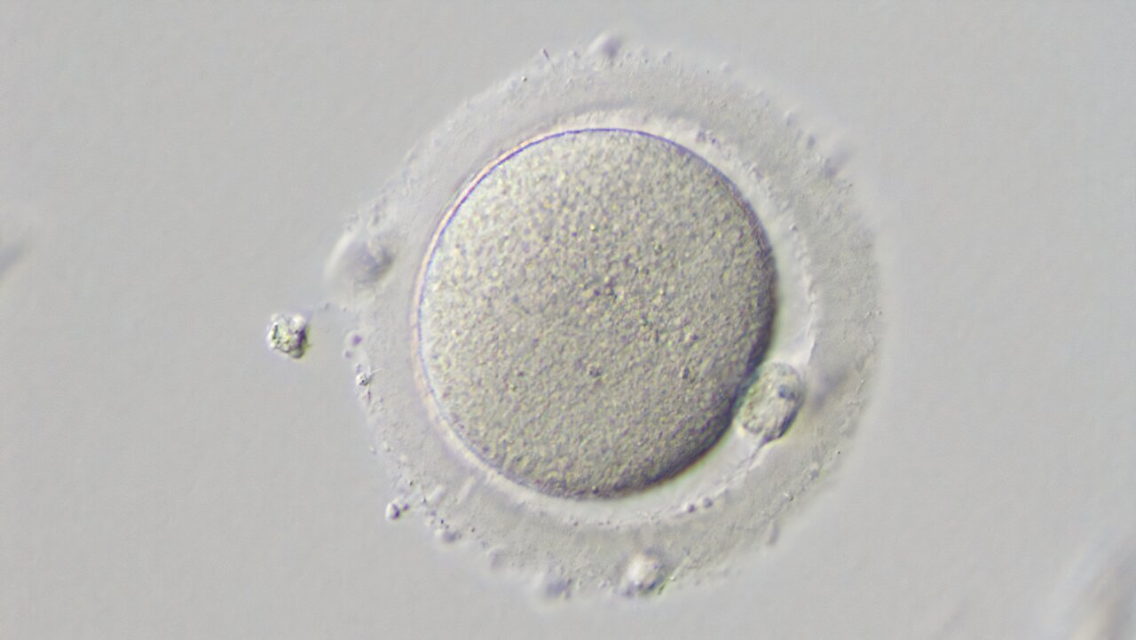 DNA from the mother and father are handled differently in the newly ...