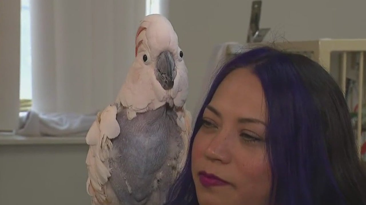 Parrots in need: Chicago-area rescue seeks homes for 150 birds