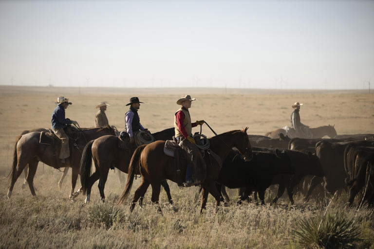 Everything to know about Yellowstone's Kayce spinoff: Planned cameos ...