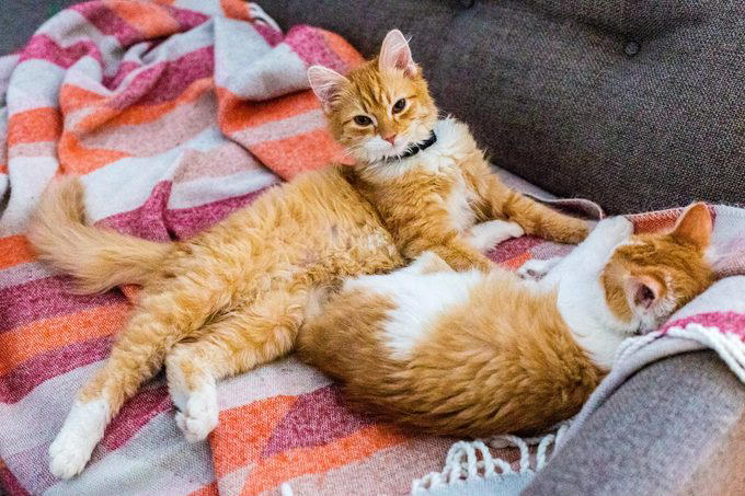 12 Orange Cat Breeds That Have Head-Turning Coats