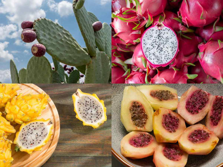 ¿Qué frutas dan los cactus? Conócelas todas